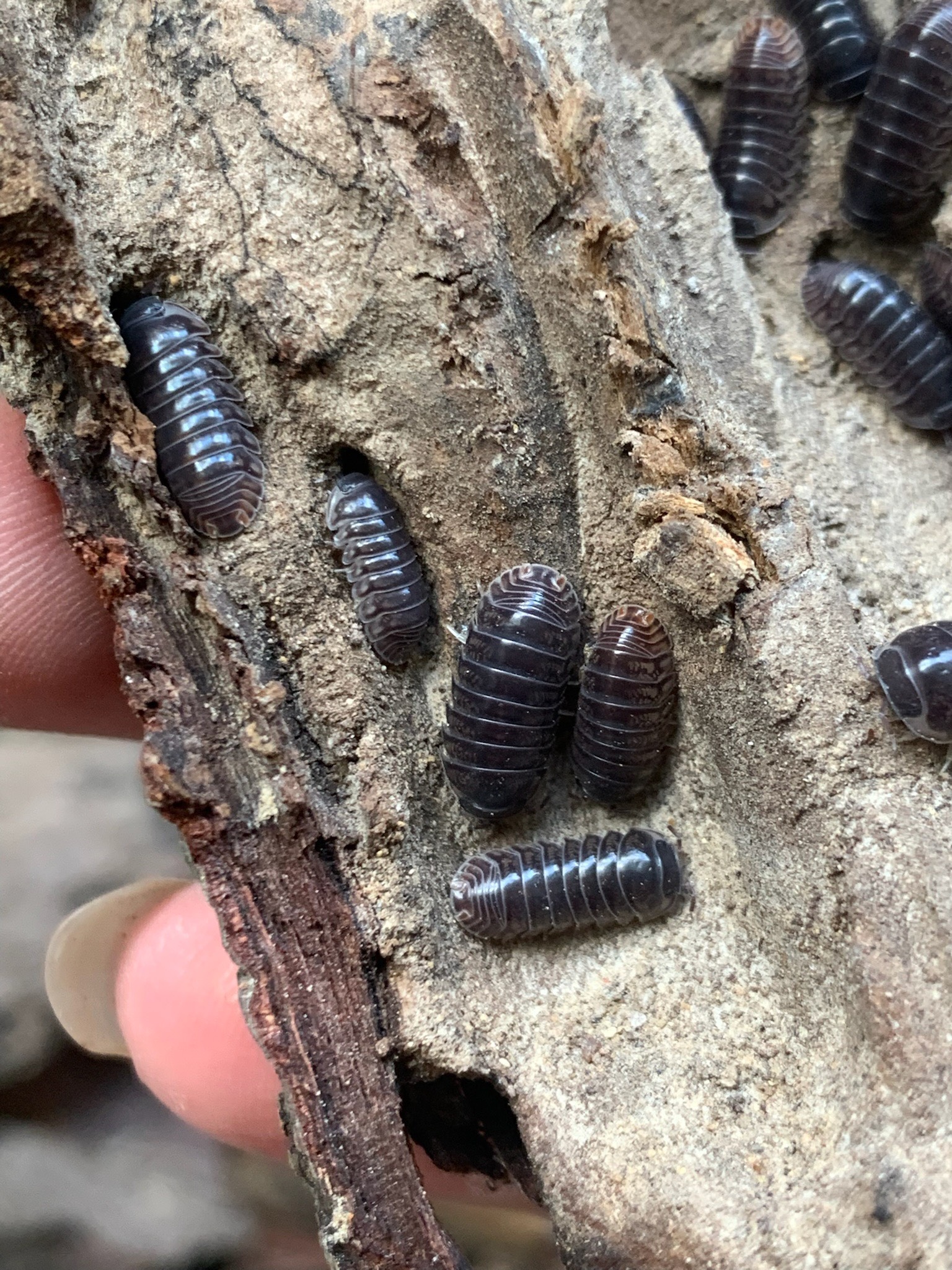 Isopod giá rẻ Tháng 12,2023|BigGo Việt Nam